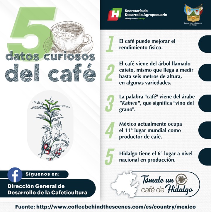Datos curiosos del café, Hidalgo tiene el 6° lugar a nivel nacional en ...