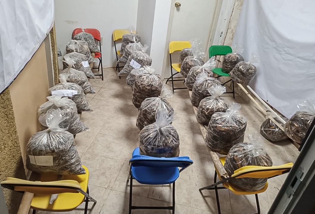 Semarnath promueve cultivo de hongo seta en la Huasteca ...