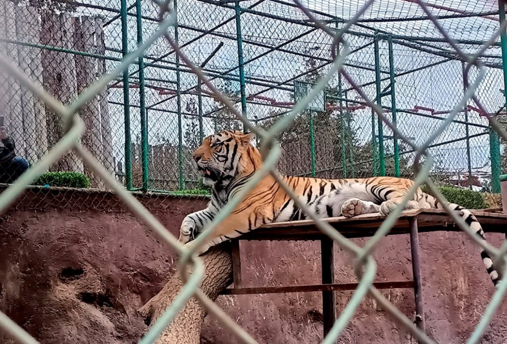 Zoológico de Tulancingo es un espacio destinado para la correcta ...