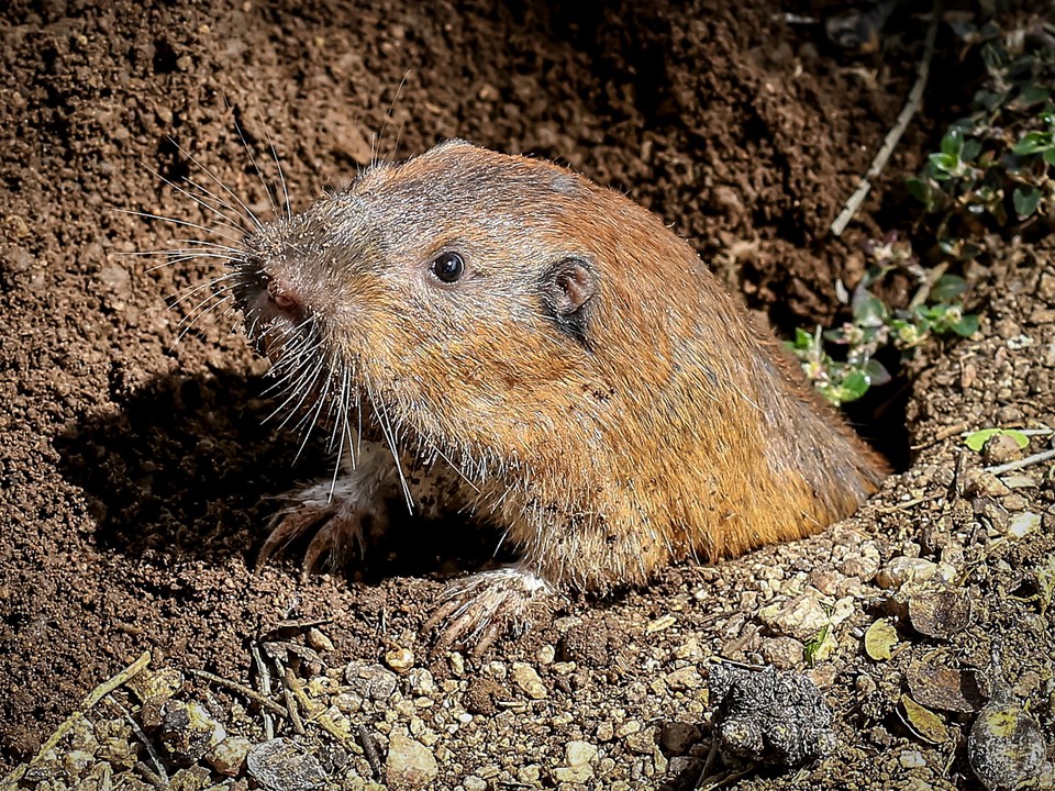 Destaca Semarnath importancia de la conservación de la tuza ...